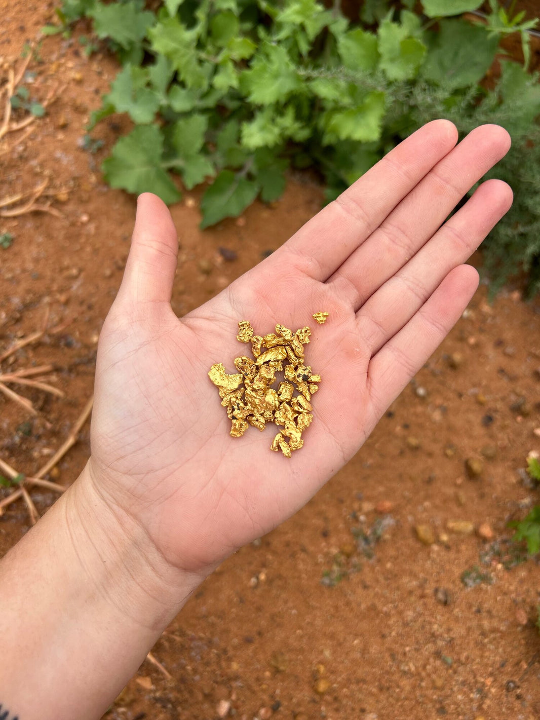 GOLD – The Prospectors Club